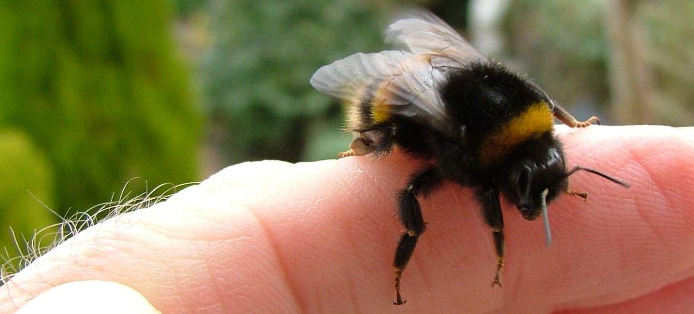 How To Treat a Bee Sting Fast: 30 Proven Home Remedies - YeyeLife
