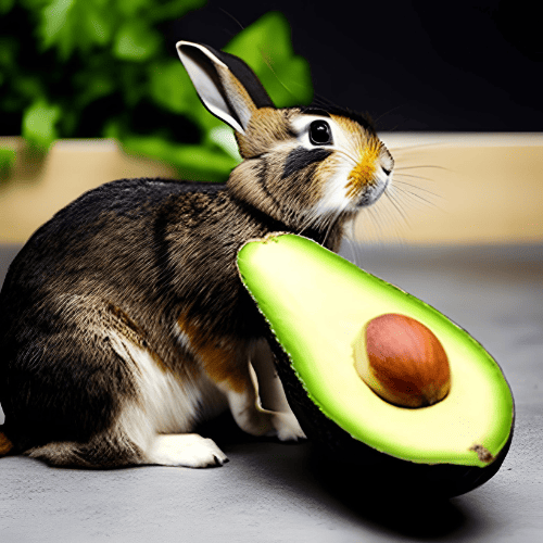Can Rabbits Eat Avocado? (Top Reasons They Should Not)