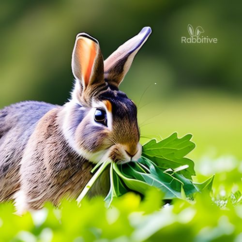 Can Rabbits Have Arugula? (Benefits & Potential Risks)